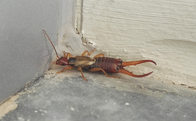 Earwig Control, Winston-Salem, NC | The Dead Pest Society