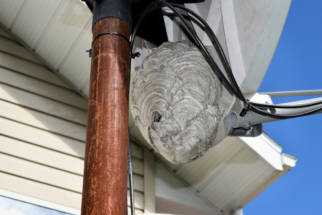 What You Need to Know About Wasp Control | The Dead Pest Society
