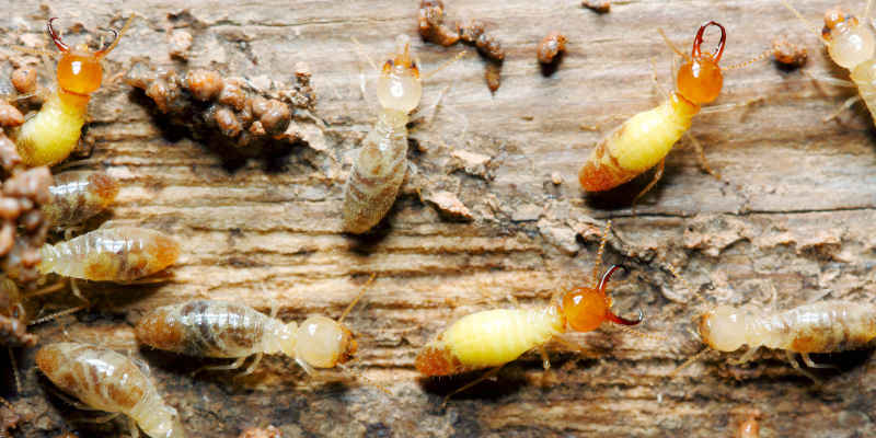 Termite Control, Winston-Salem, NC | The Dead Pest Society