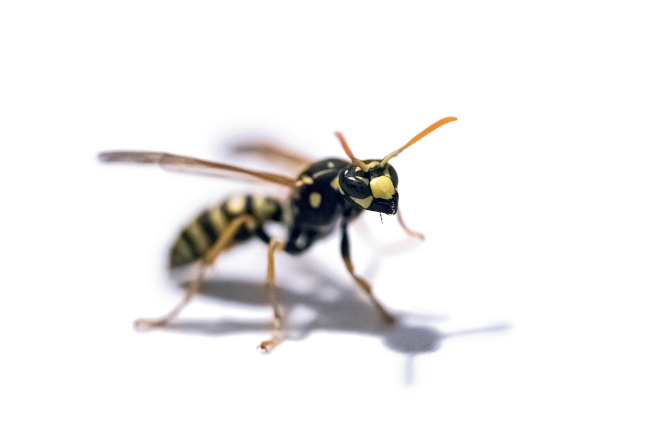 Why You Should Call a Professional for Yellow Jacket Control | The Dead ...