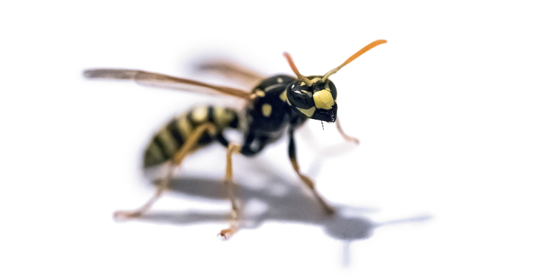 Why You Should Call a Professional for Yellow Jacket Control | The Dead ...
