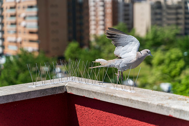 Important Benefits of Bird Prevention on Your Property | The Dead Pest ...