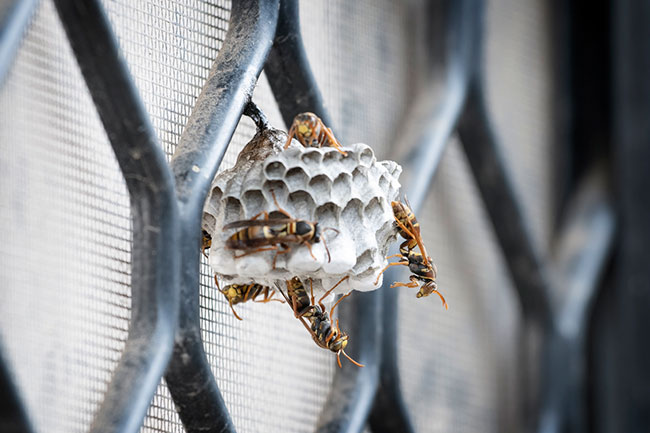 Wasp Control: Why These Insects Love Summer | The Dead Pest Society