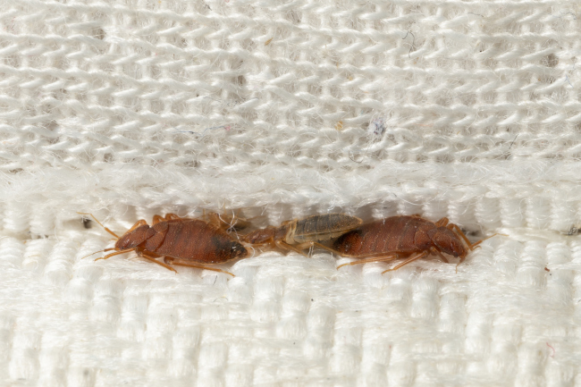 The Health Hazards of Bed Bugs: Why Swift and Professional Bed Bug ...