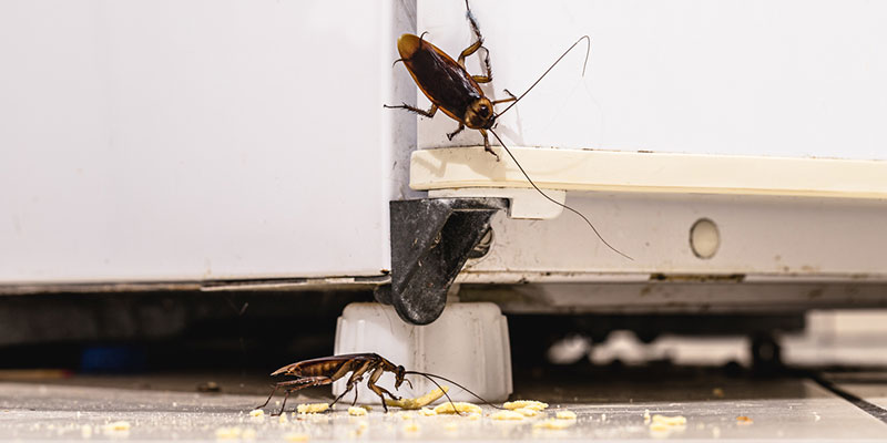 4 Reasons Why Year-Round Pest Control Is Necessary | The Dead Pest Society