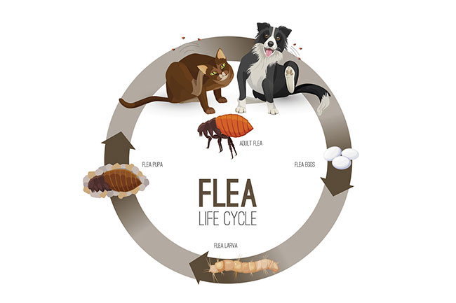 Flea Control Starts With Understanding the Flea Life Cycle | The Dead ...
