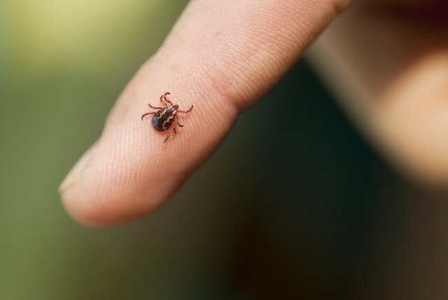 Key Reasons to Prioritize Tick Control Methods | The Dead Pest Society